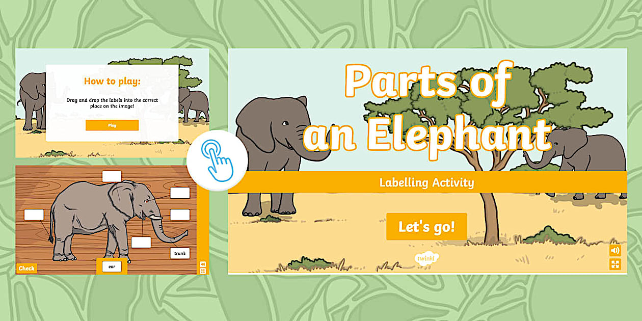 * NEW * Parts of an Elephant Interactive Labelling Activity