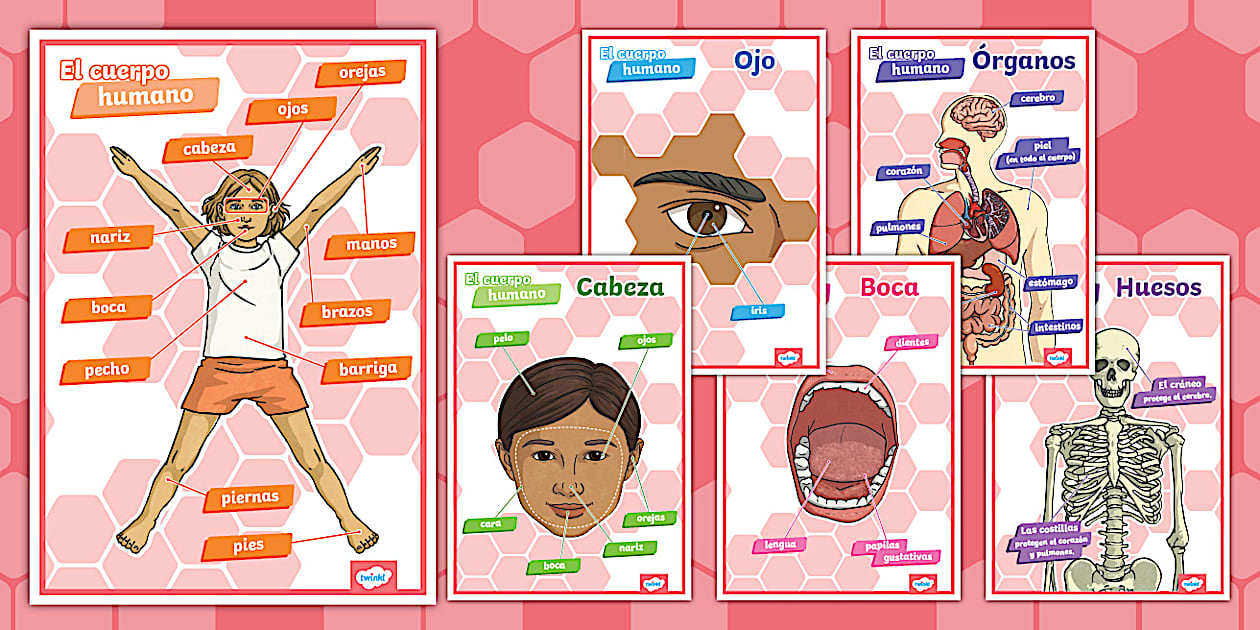 Pósteres de las partes del cuerpo humano - Twinkl