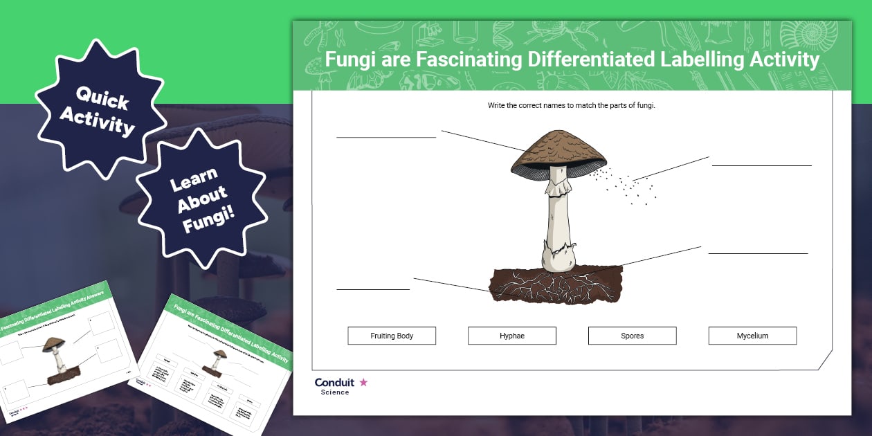 Fungi are Fascinating Differentiated Labelling Activity
