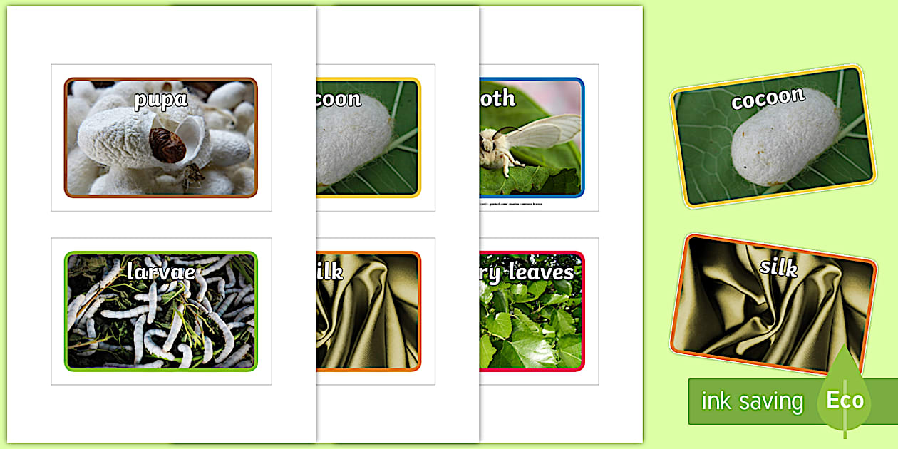 QLD Silkworm Tolsby/Fiestad Frame Display Photos - Twinkl