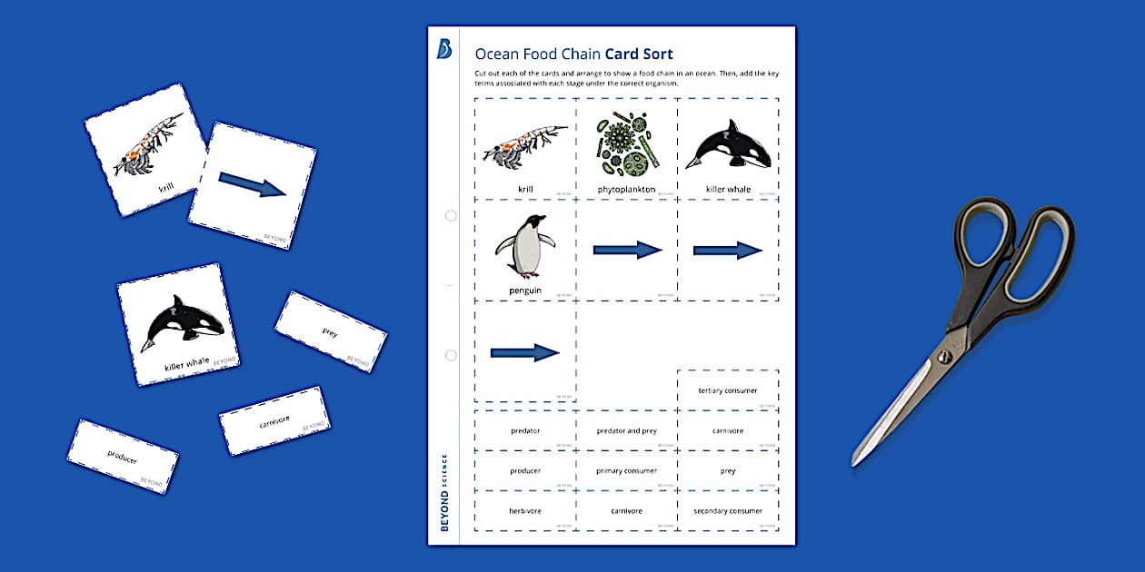 Ocean Food Chain Card Sort | KS3 Biology | Beyond Science