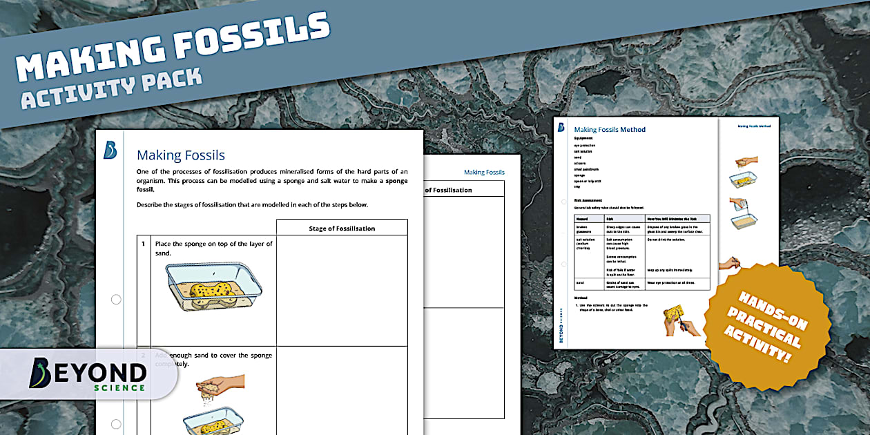 Making Fossils Activity | KS3 Biology | Beyond Science
