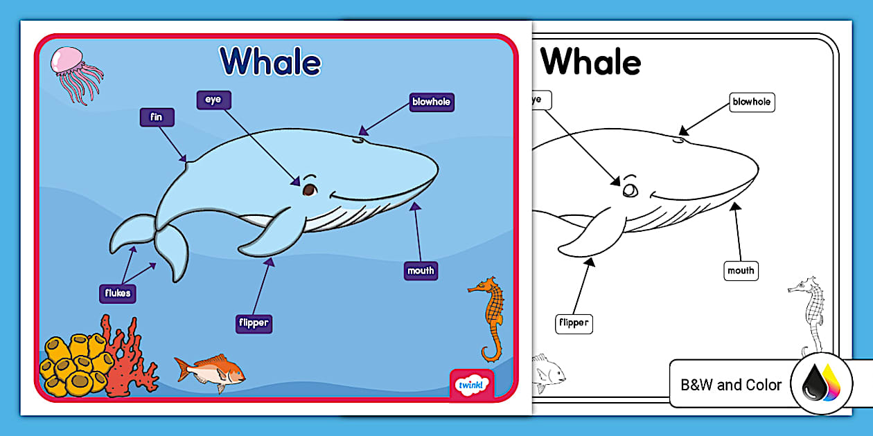 Whale Body Parts Poster | World Ocean Day | Twinkl USA