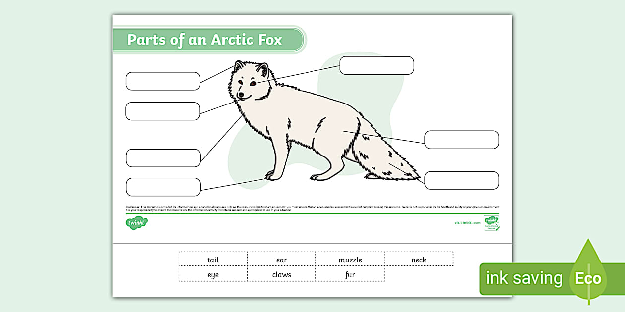 Parts of an Arctic Fox Labelling Activity - Twinkl