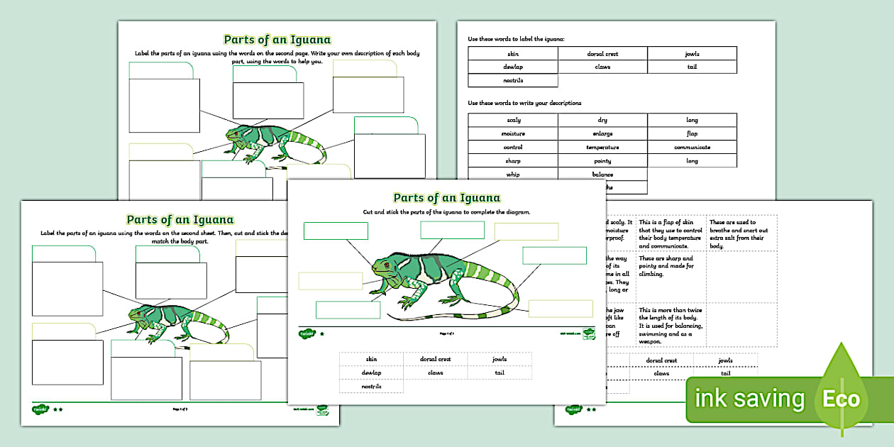 Parts of an Iguana Labelling Activity Sheet (teacher made)