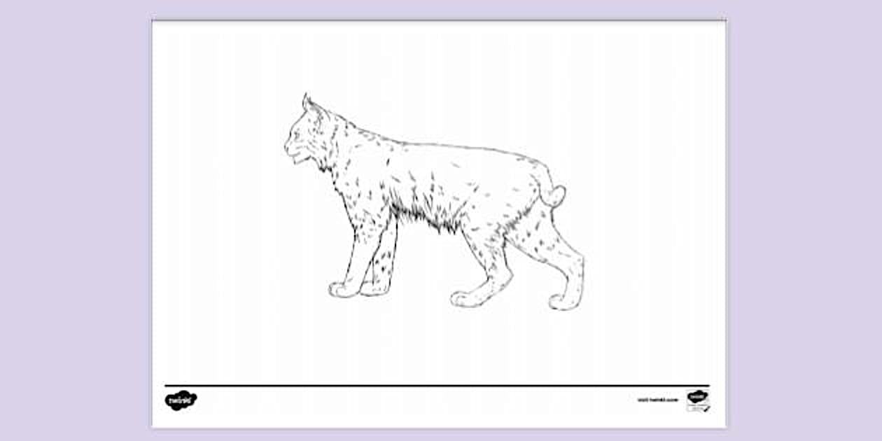 Bobcat Colouring Sheet | Colouring Pages