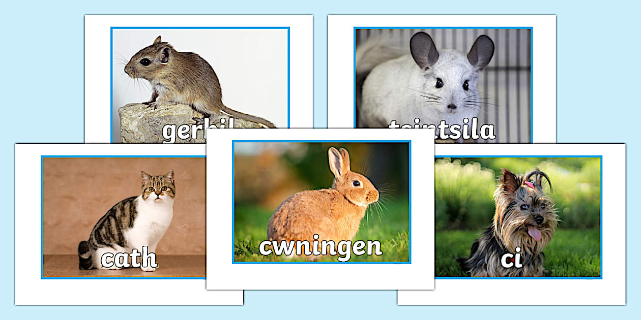 Pecyn Lluniau Arddangos Anifeiliaid Anwes (Teacher-Made)