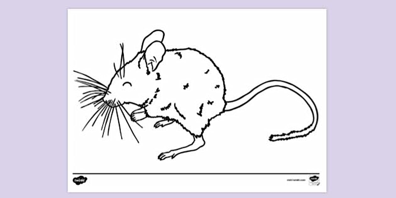 Spinifex Hopping Mouse Twinkl Eyes Colouring Sheet