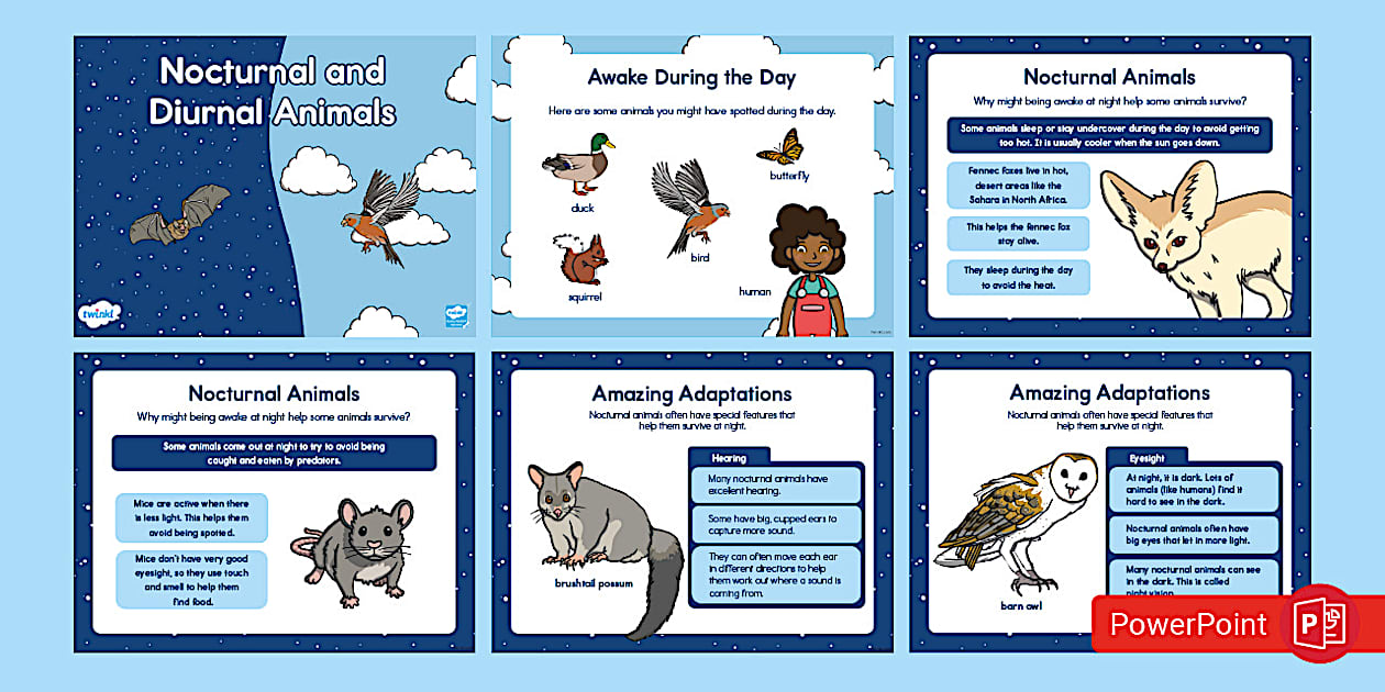 Nocturnal and Diurnal Animals PowerPoint for K-2nd Grade