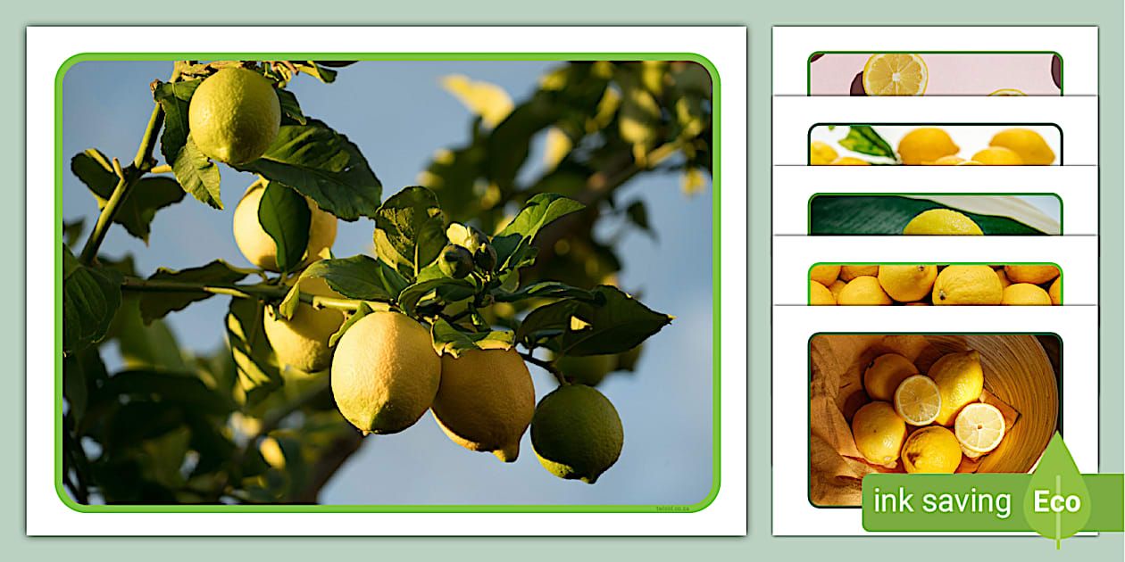 Lemon Display Photos (teacher made) - Twinkl