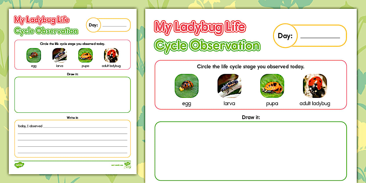 Early Childhood My Ladybug Life Cycle Observation Worksheet