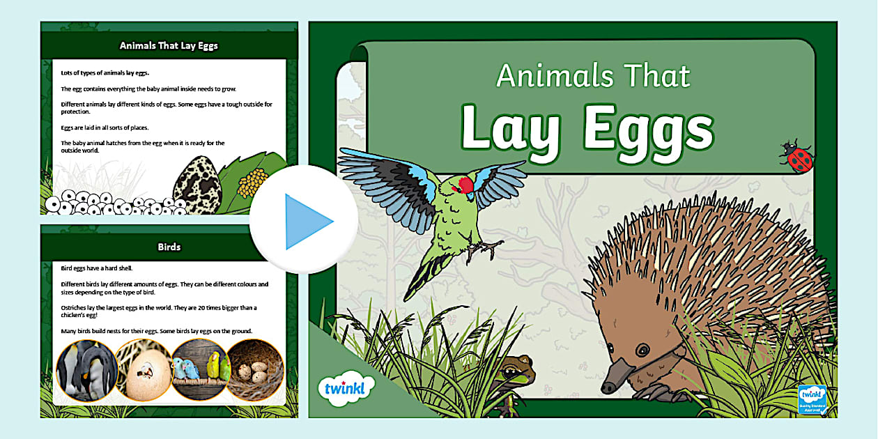 Animals That Lay Eggs PowerPoint - Science - Twinkl