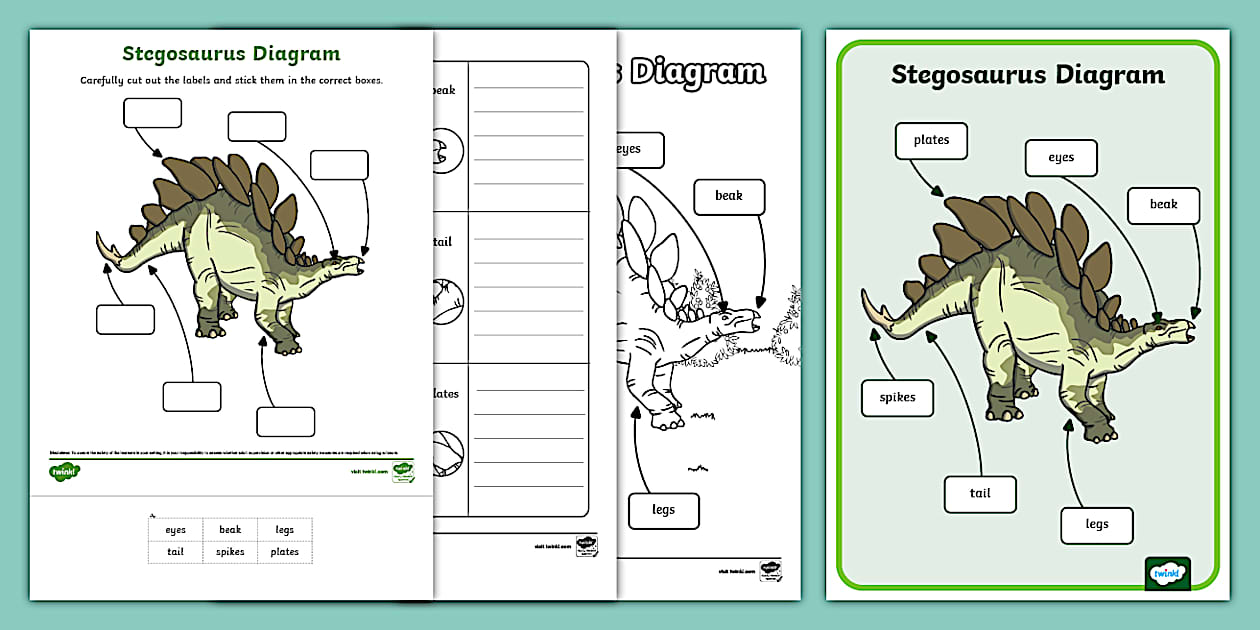 Stegosaurus Diagram Pack (teacher made) - Twinkl