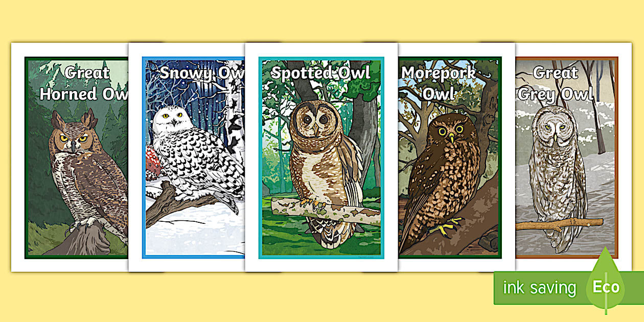 Cursive Types of Owls Tolsby/Fiestad Frame (teacher made)
