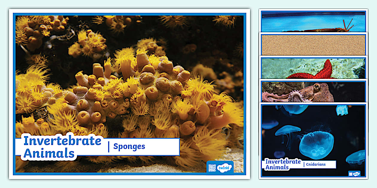 Display Photos: Invertebrate Animals (professor feito)