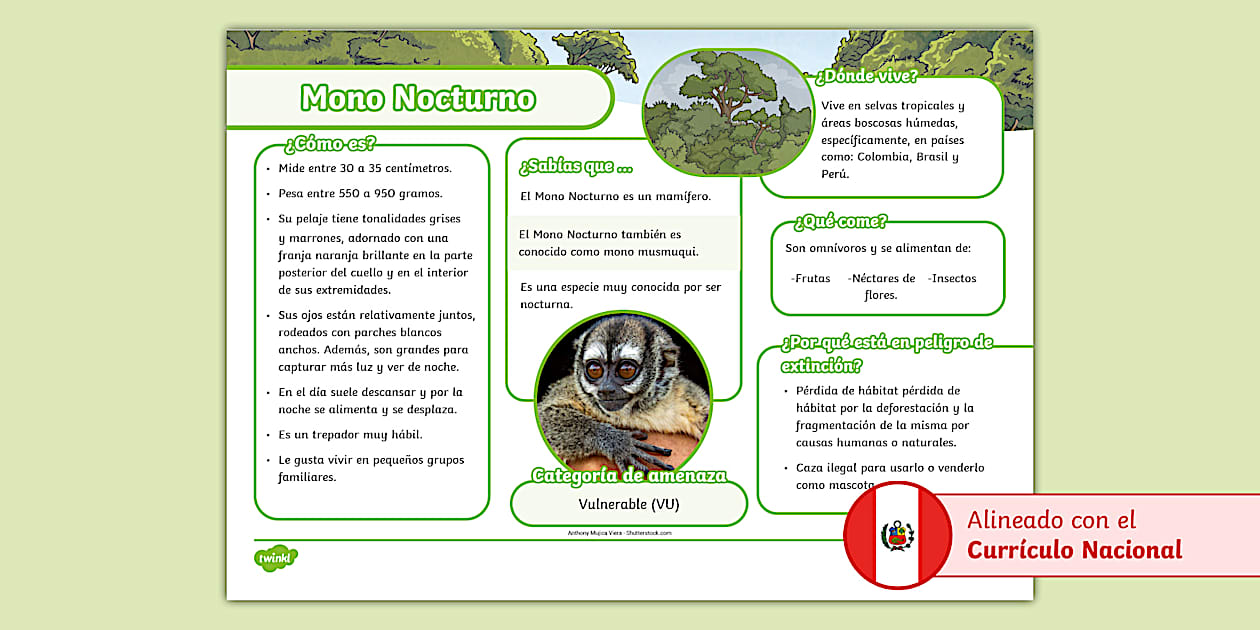 Texto informativo: Mono Nocturno (Teacher-Made) - Twinkl Texto informativo: Mono Nocturno (Teacher-Made) - Twinkl