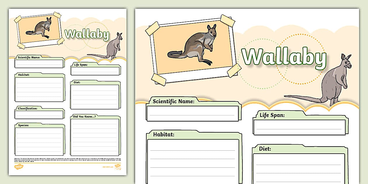 Wallaby Template Fact File (teacher made) - Twinkl