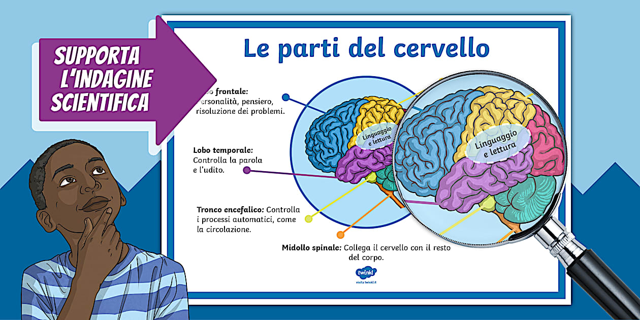 Le parti del cervello: poster