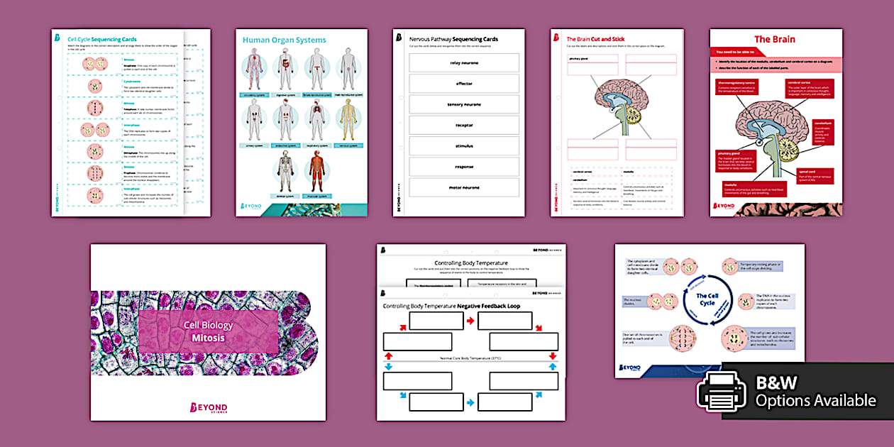 Connections in the Human Body Resource Pack | Beyond Science