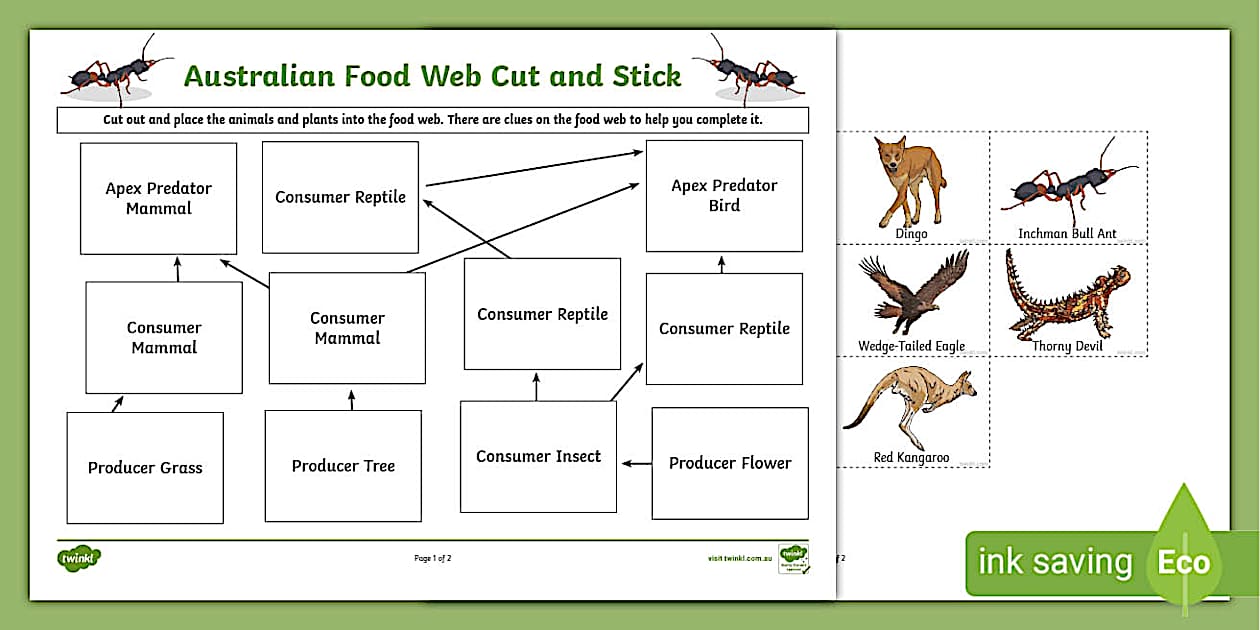 Australian Create a Food Web Activity | Primary Resource