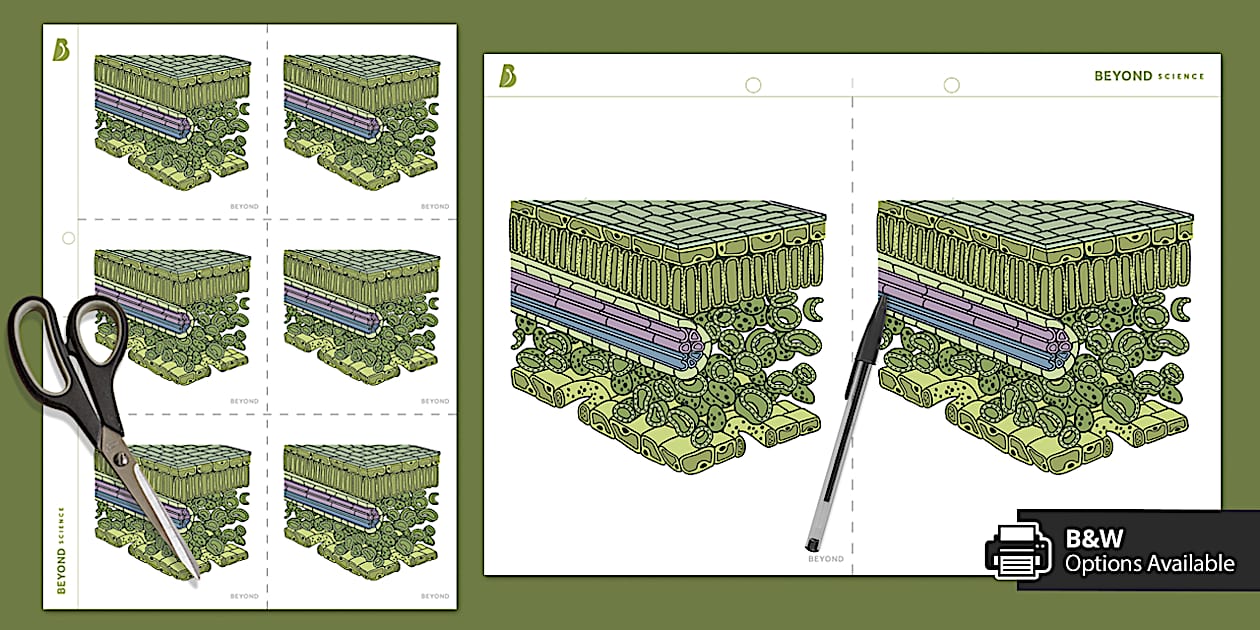 Leaf Structure Illustration | Science | Beyond Secondary
