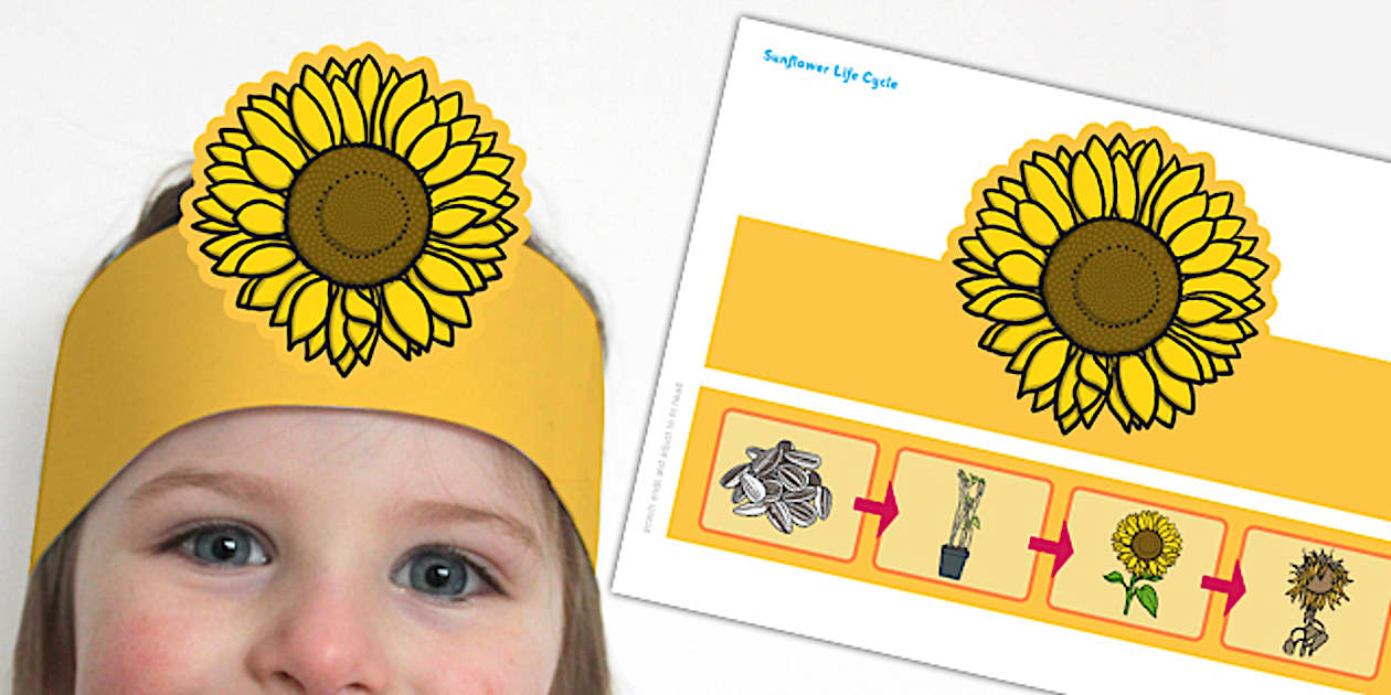 Sunflower Life Cycle Headband (Teacher-Made) - Twinkl