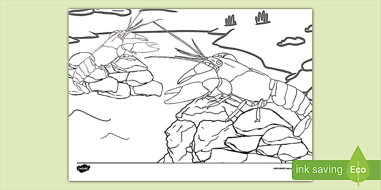 Yabby Colouring Sheet (teacher made) - Twinkl