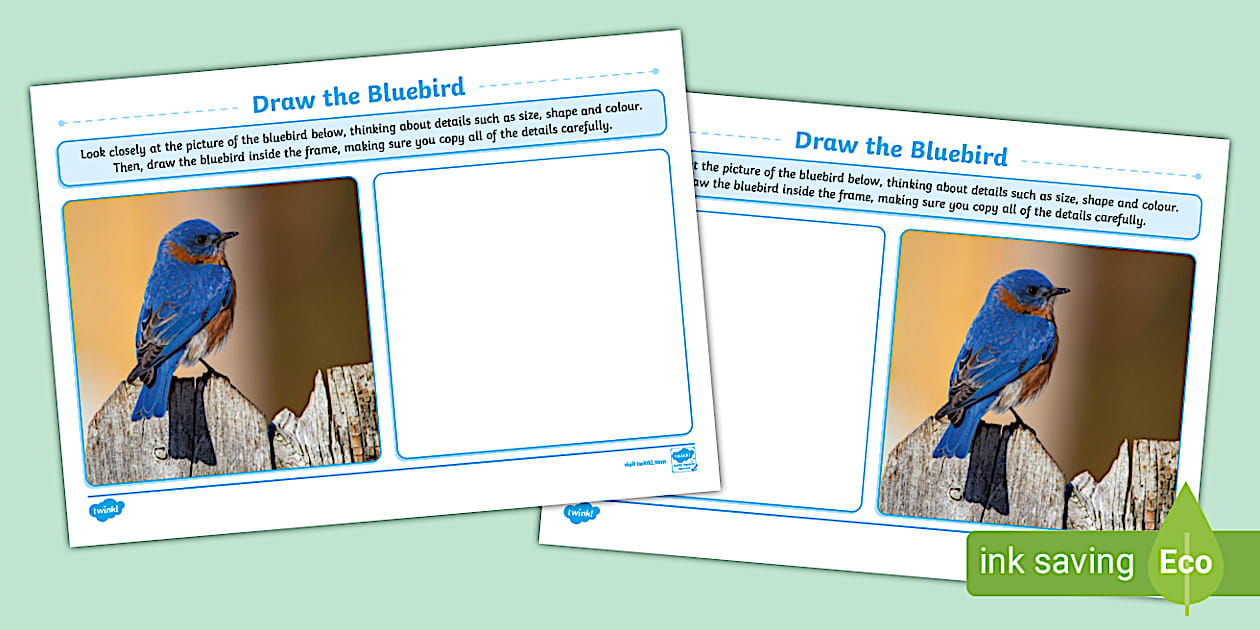 Draw the Bluebird Art Activity (teacher made) - Twinkl