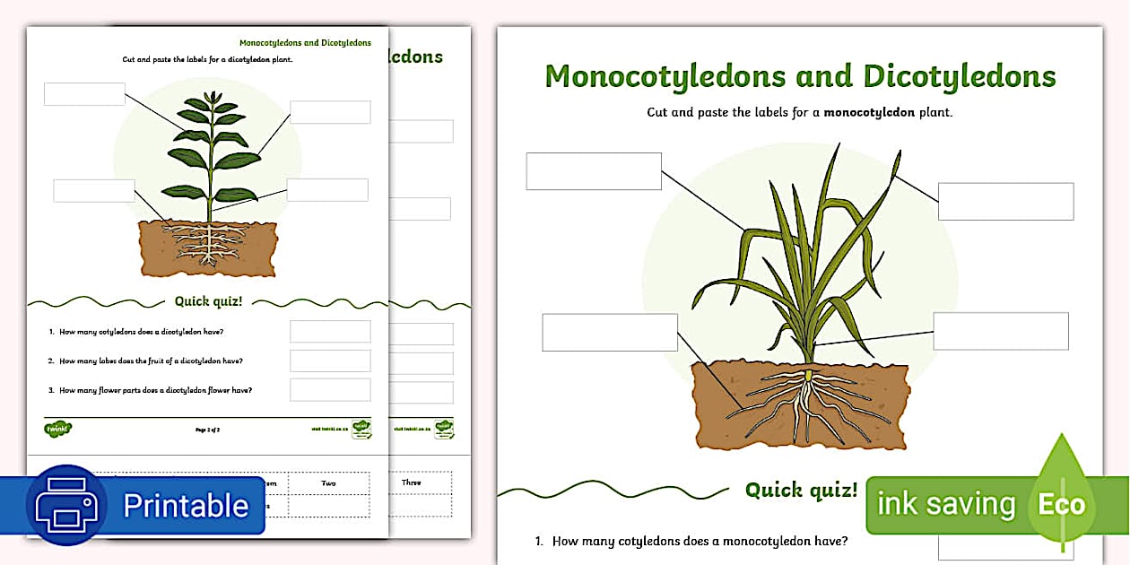 Biodiversity In Plants Worksheet - Twinkl South Africa