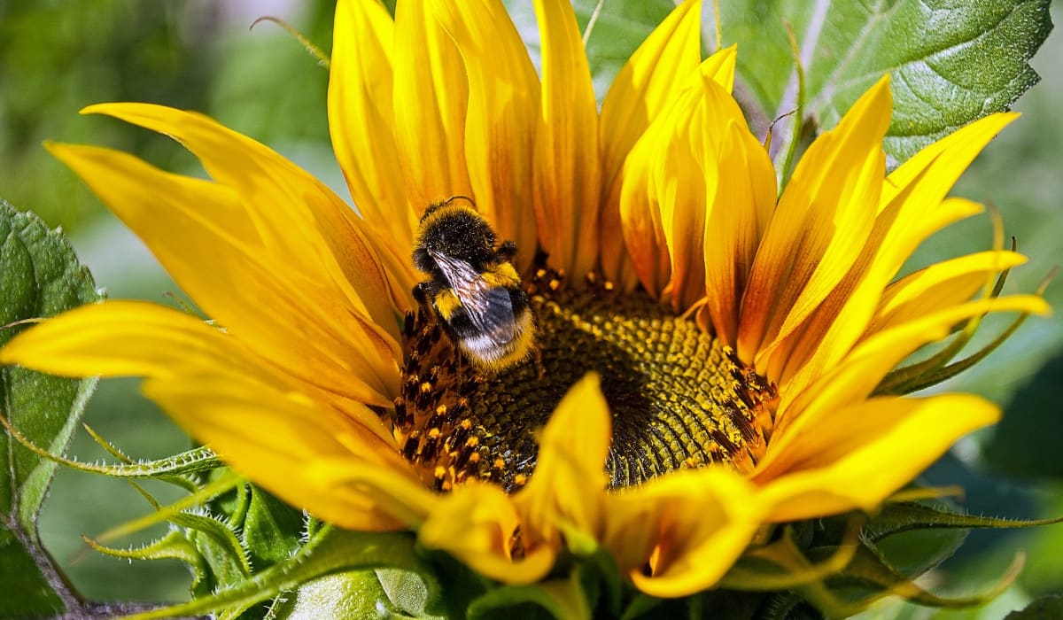 Beyond Bee Leaf! - Twinkl NewsRoom - Twinkl