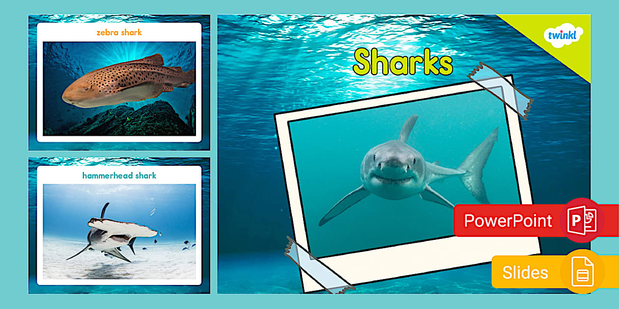 Colorful Shark Vocabulary Words PowerPoint | Twinkl USA