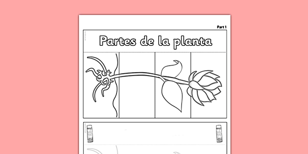 Editable Plantilla visual: Las partes de la planta - Twinkl