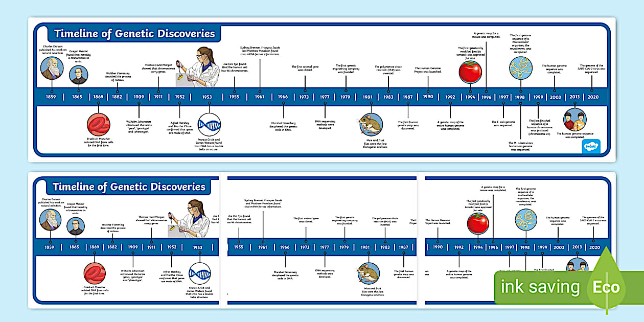 Genetic Discoveries Timeline Display | DNA Timeline - Twinkl