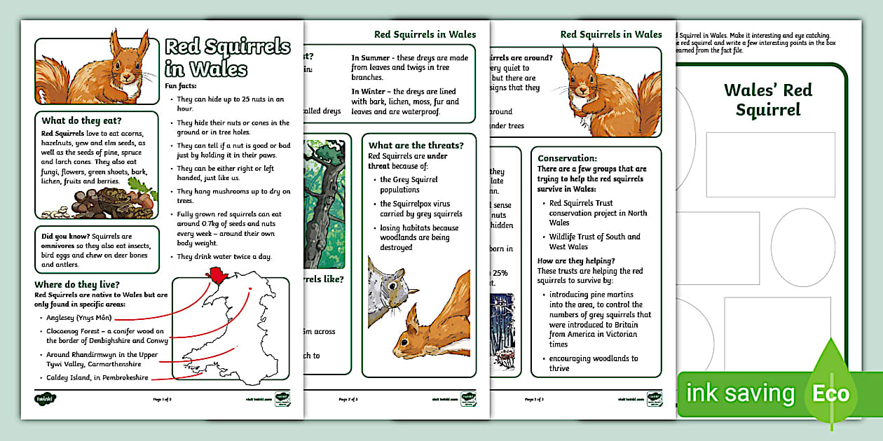 Red Squirrels in Wales Fact File Activity (teacher made)