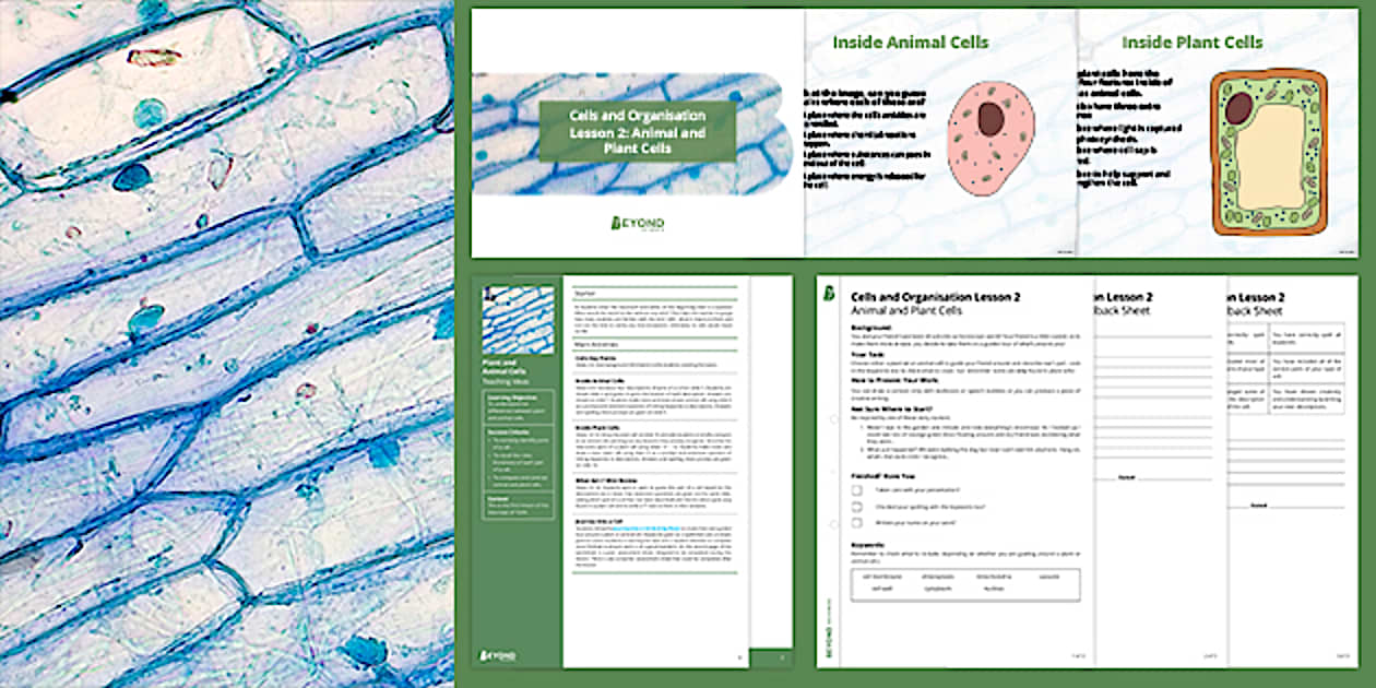 Year 7 - Year 8 Science Cells: Animal & Plant Cells
