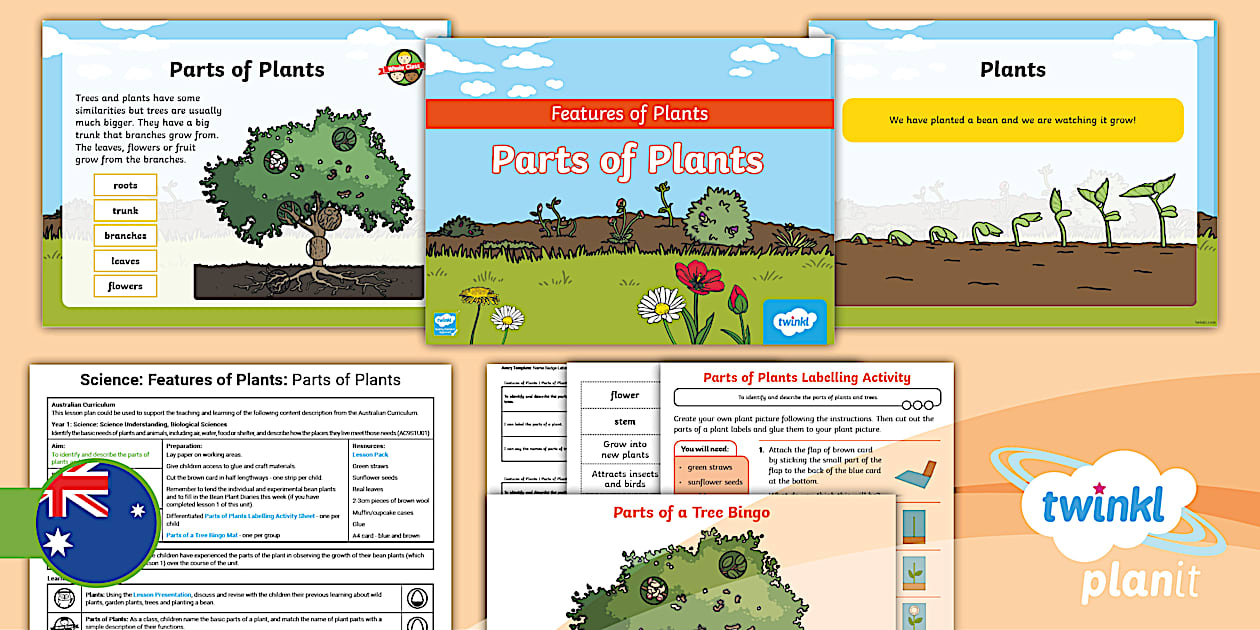 Year 1 Science Features of Plants Lesson 5 Parts of Plants