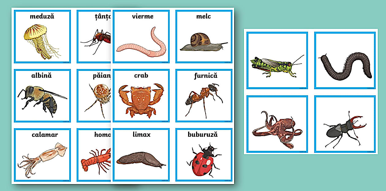 Animale nevertebrate – Cartonașe (l'enseignant a fait)