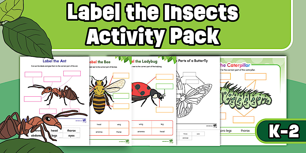 Label the Insects Activity Pack for K-2nd Grade