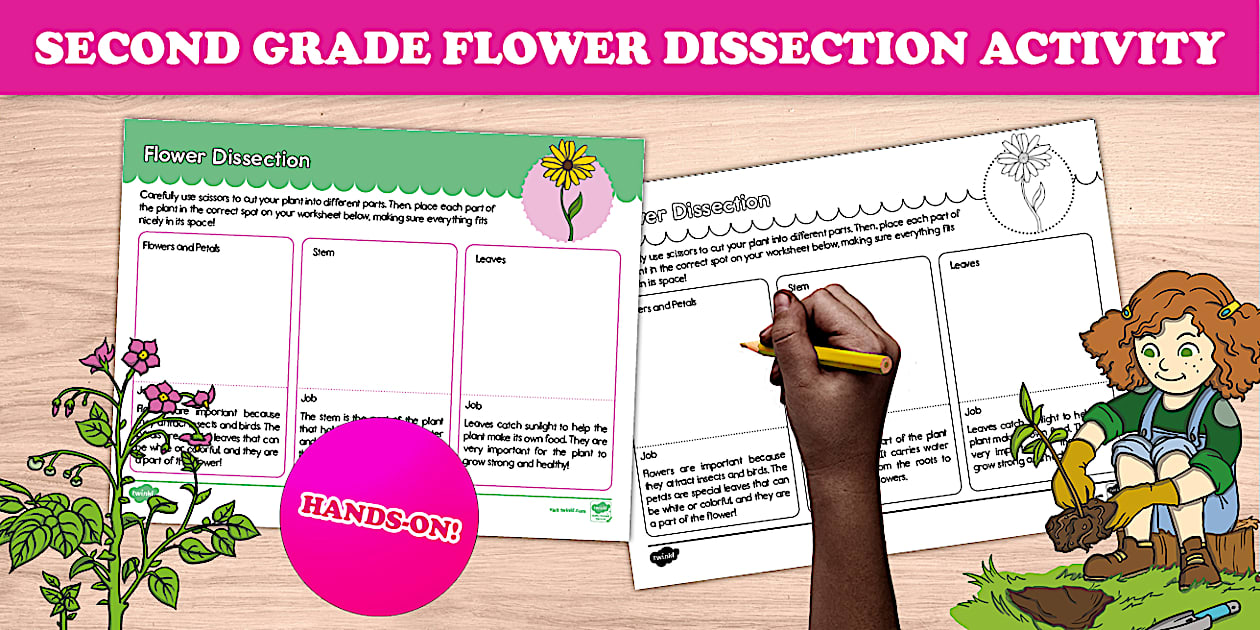 Second Grade Flower Dissection Activity (teacher made)