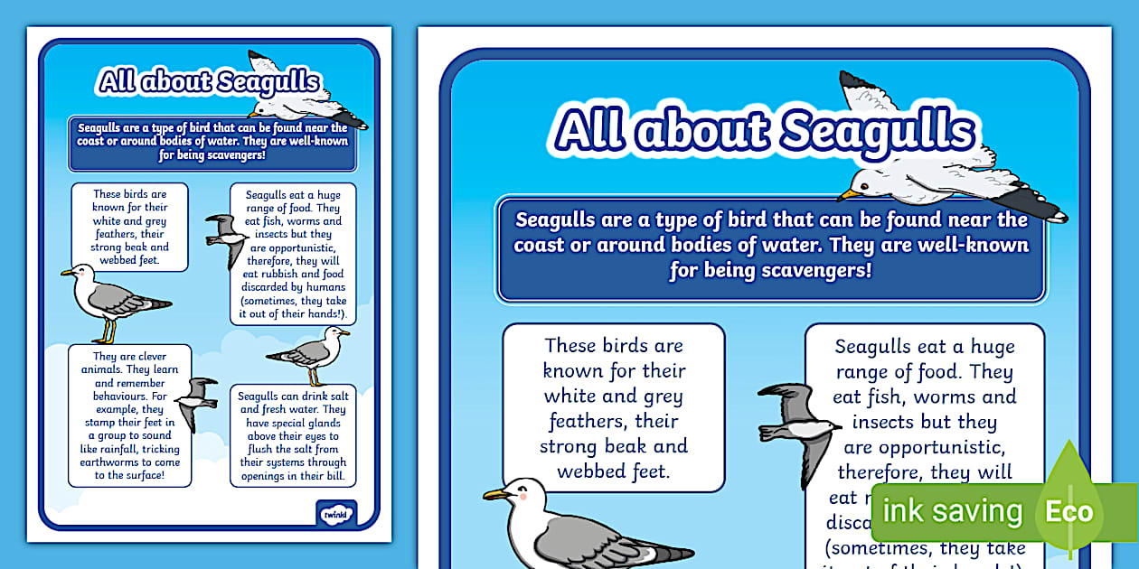 Seagull Facts Display Poster (teacher made) - Twinkl