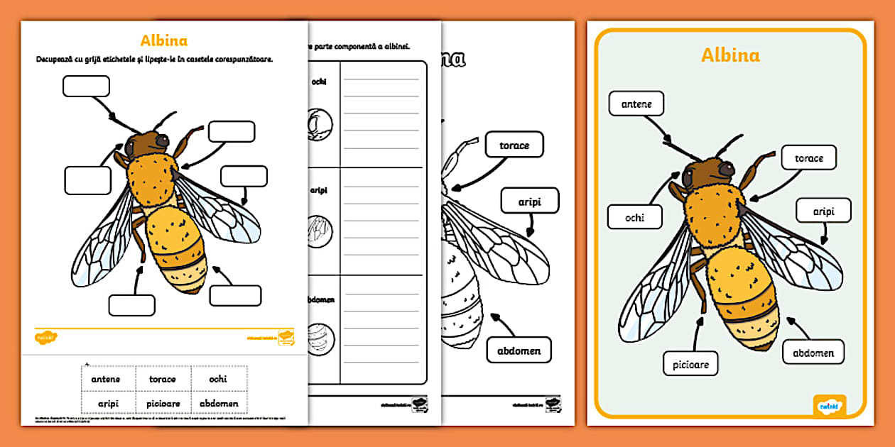 Părțile componente ale albinei – Pachet cu resurse