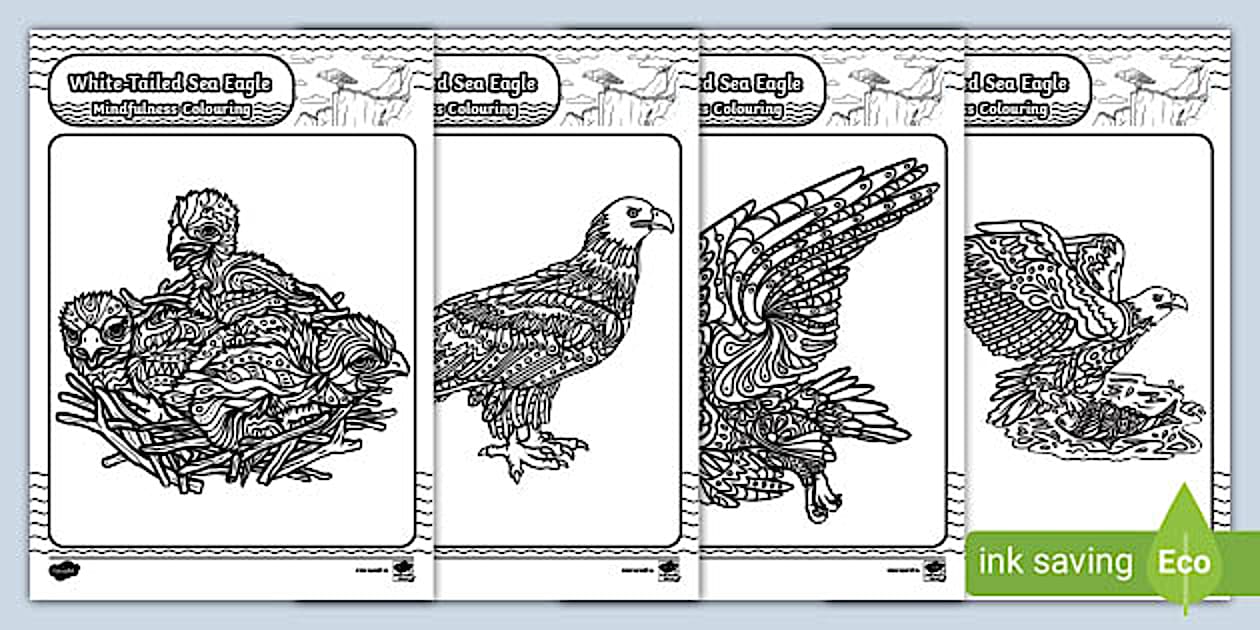 White-tailed Sea Eagle Mindful Colouring Pages