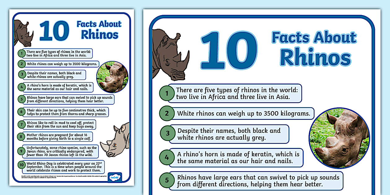 10 Facts About Rhinos Display Poster (teacher made) - Twinkl