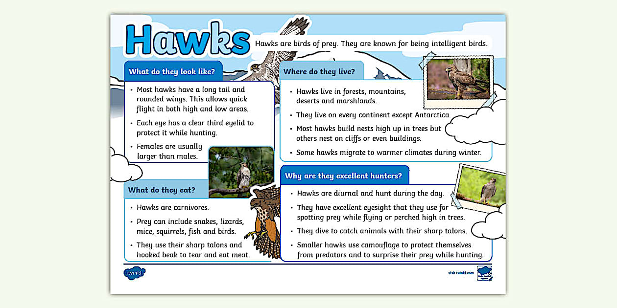 KS1 Hawks Fact File (l'enseignant a fait) - Twinkl