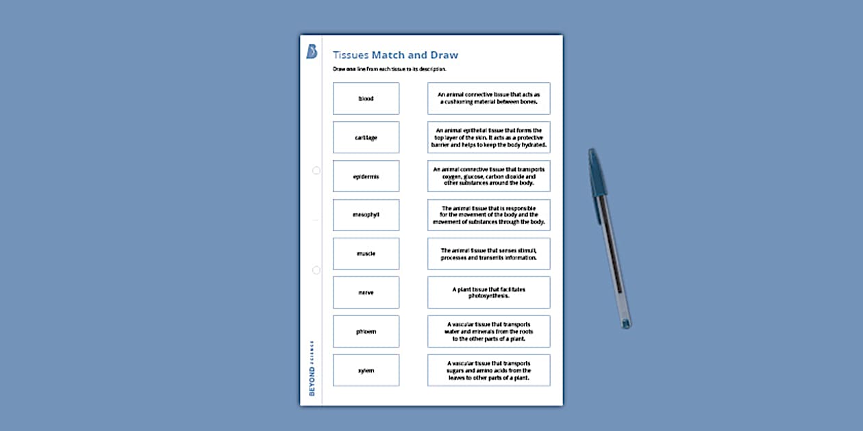 Tissues Match and Draw (teacher made) - Twinkl