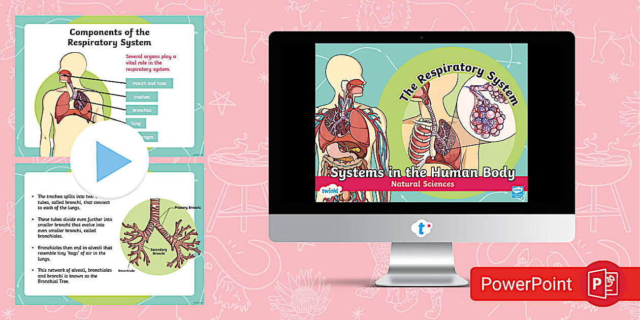 Systems in the Human Body: Respiratory System PowerPoint