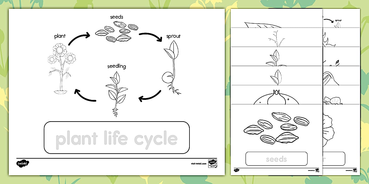 All About Plants Trace and Color Worksheet (teacher made)
