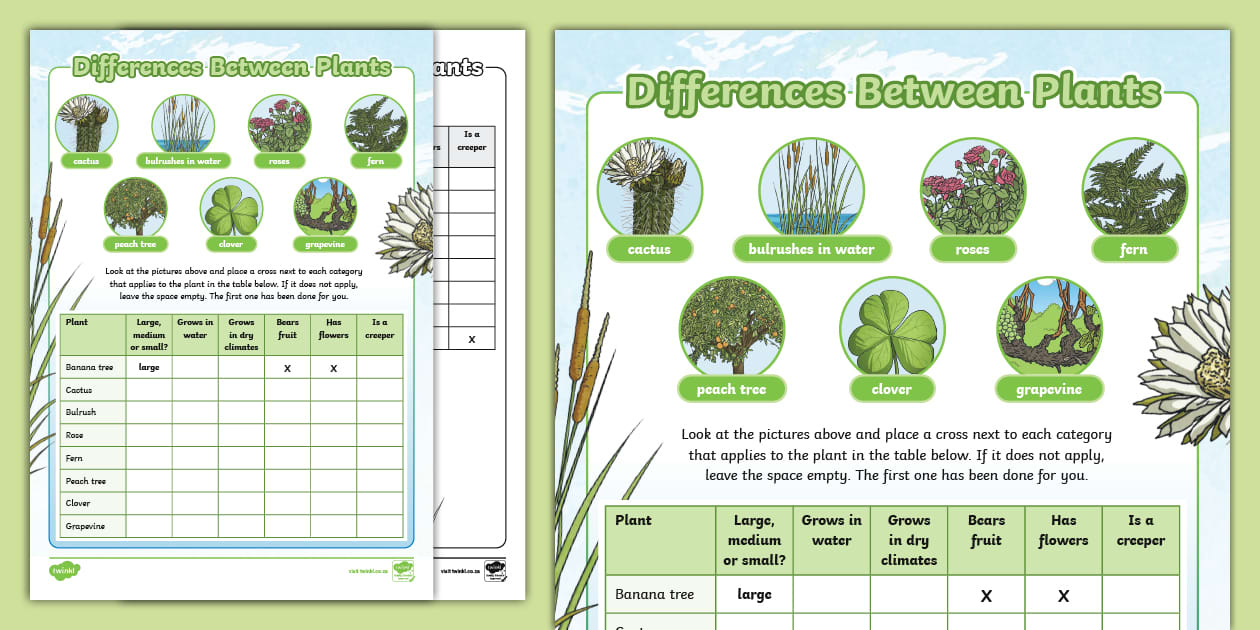The Differences Between Plants – Activity Sheet