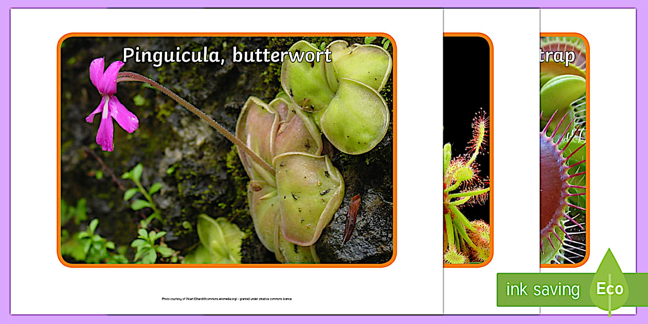 Carnivorous Plants Display Photos (teacher made) - Twinkl