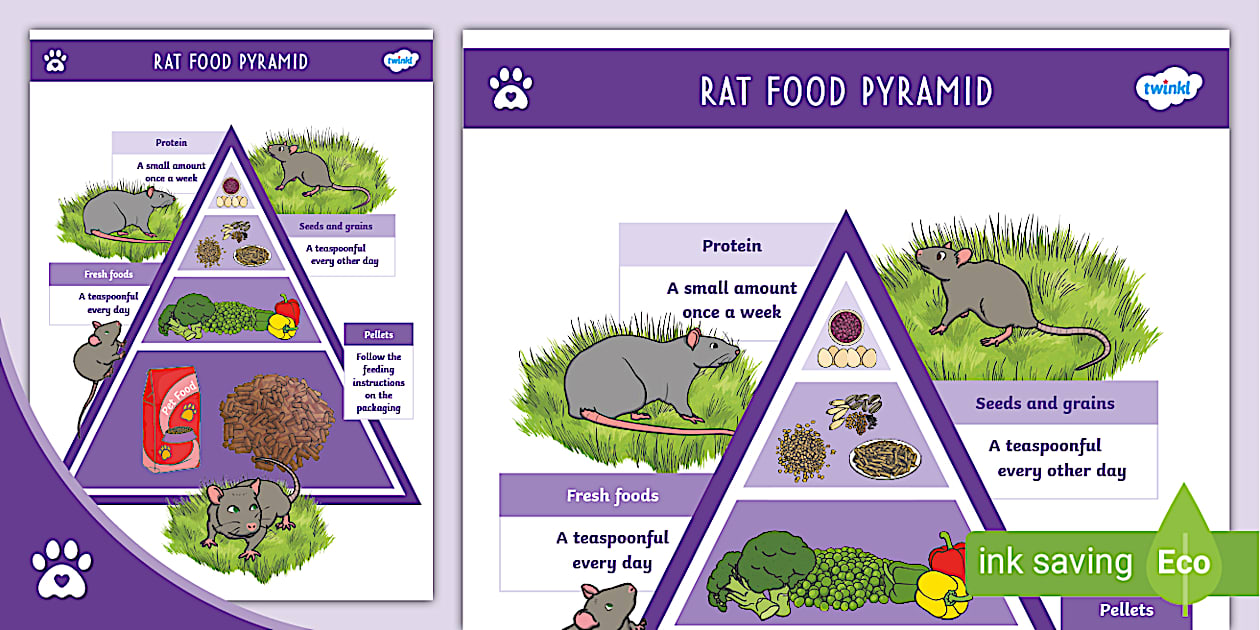 Rat Food Pyramid - Display Poster - Pet Care - Twinkl Pets